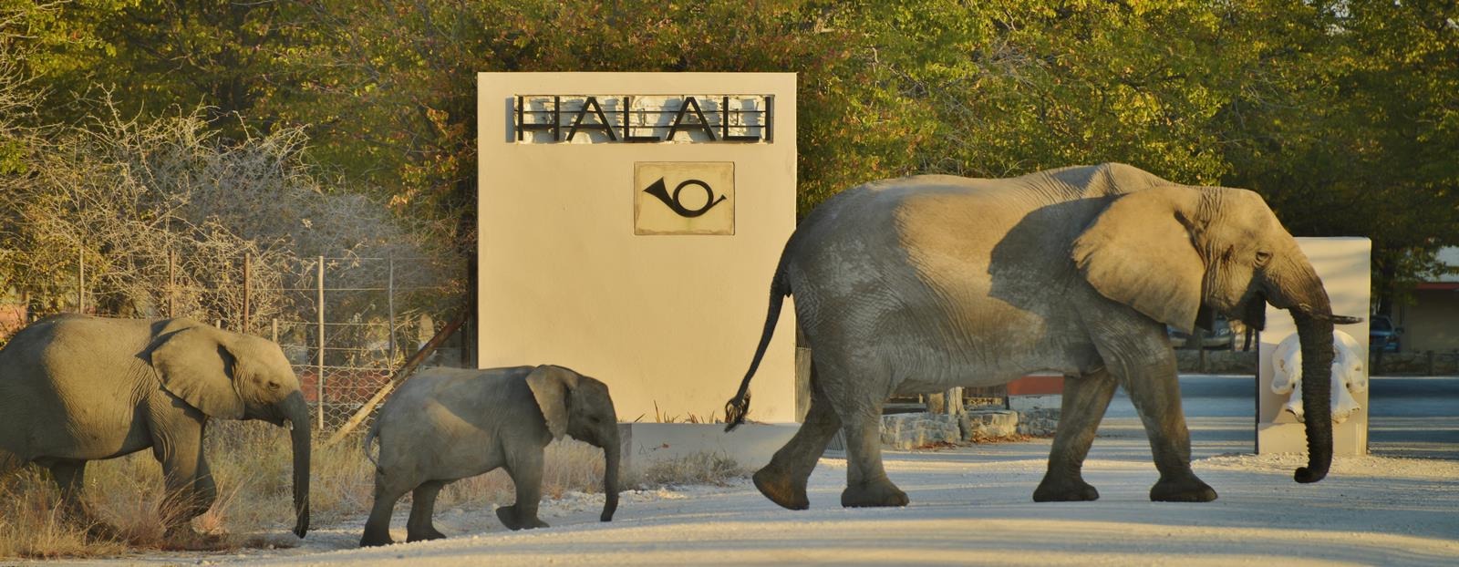 Halali Camp | SAFARI FRANK