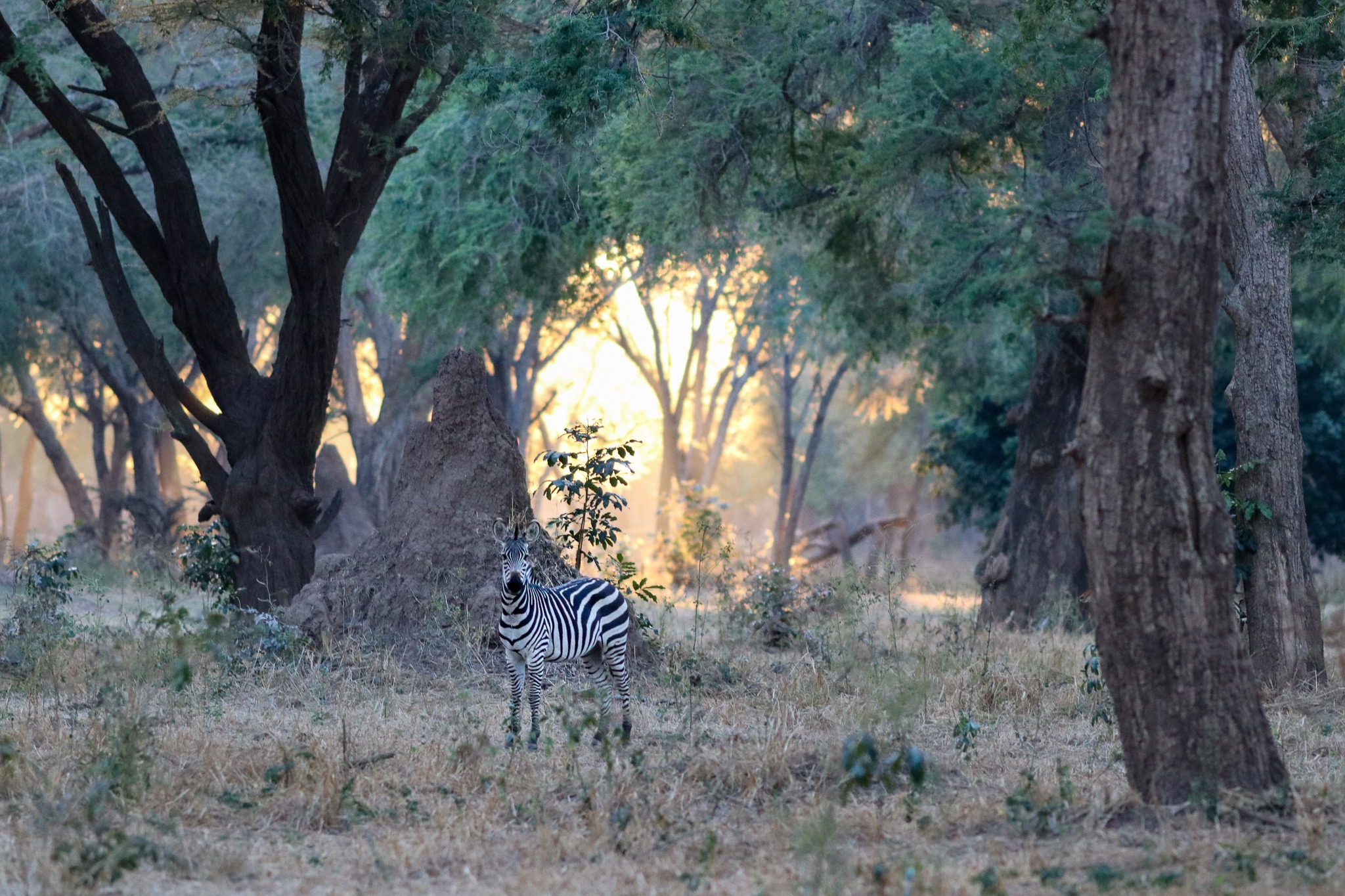Südafrika & Sambia - by Lisa Pfitzer | SAFARI FRANK