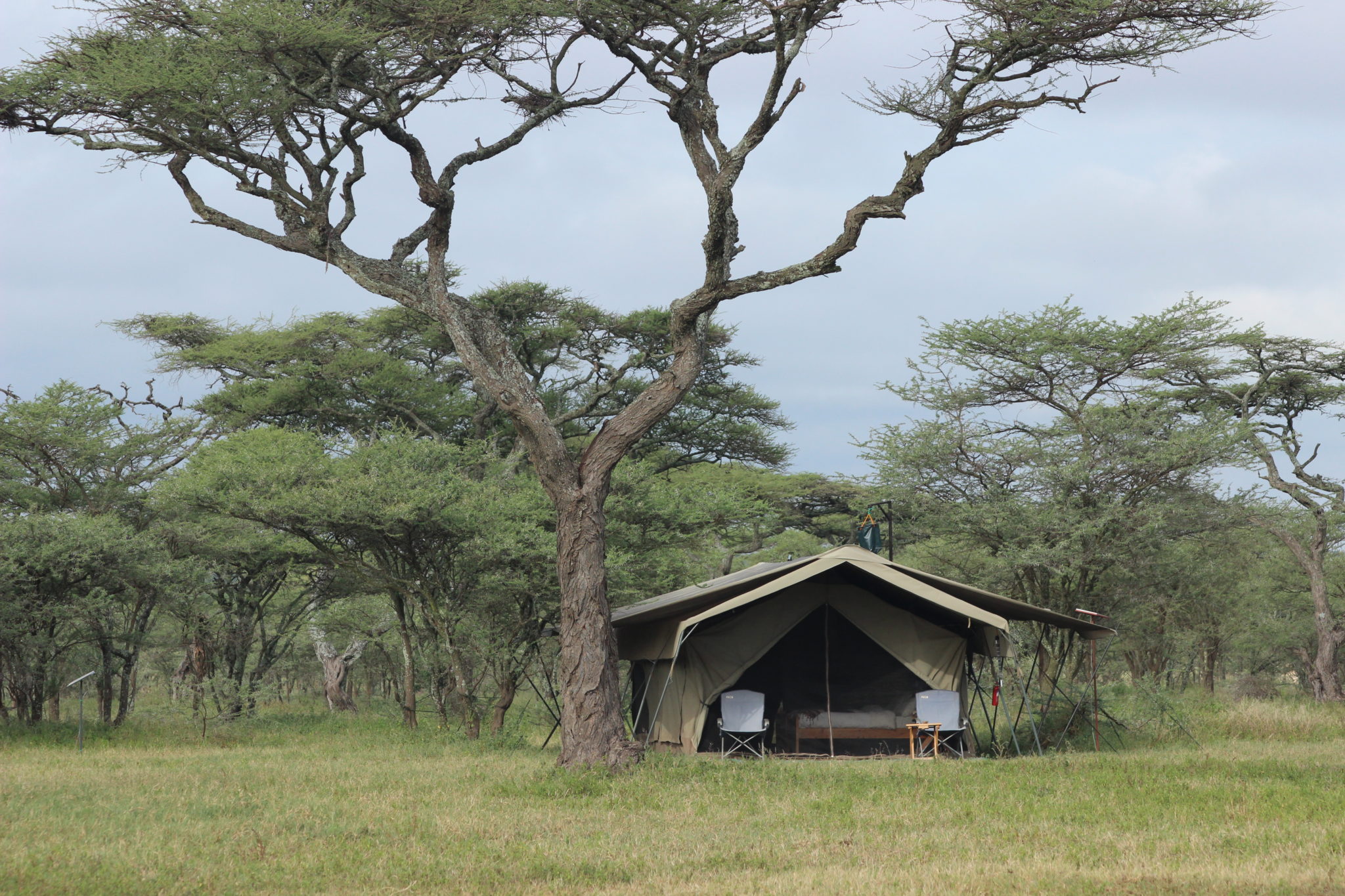 Ndutu Wilderness Camp | Luxury Tanzania Safaris | SAFARI FRANK