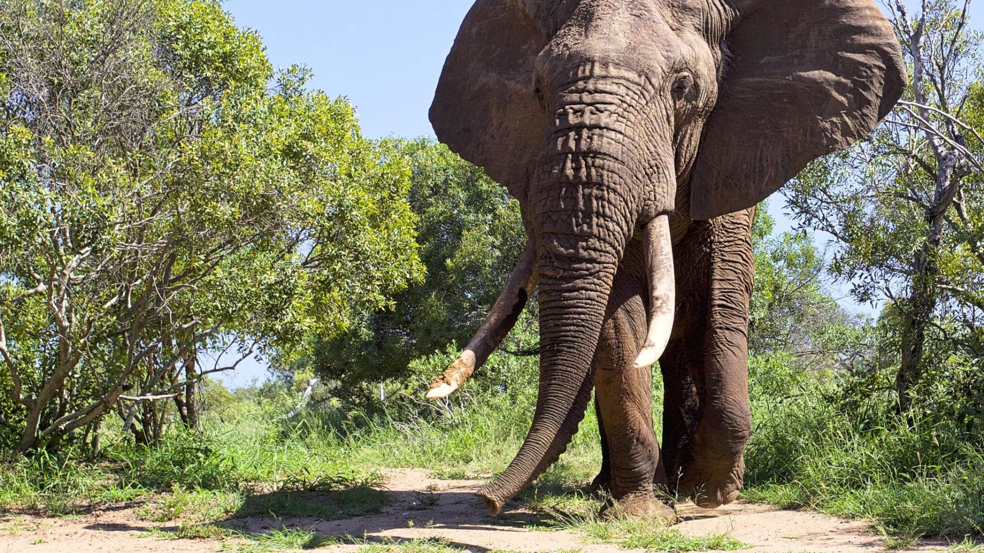 Kambaku Safari Lodge | SAFARI FRANK